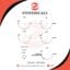 JGP975SEKSS – GE Profile – Stove Decals - Stove Decals